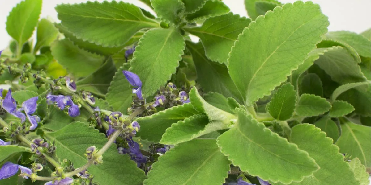 CHÁ DE BOLDO: PARA QUE SERVE? QUAIS OS EFEITOS? - PODER AO POVO