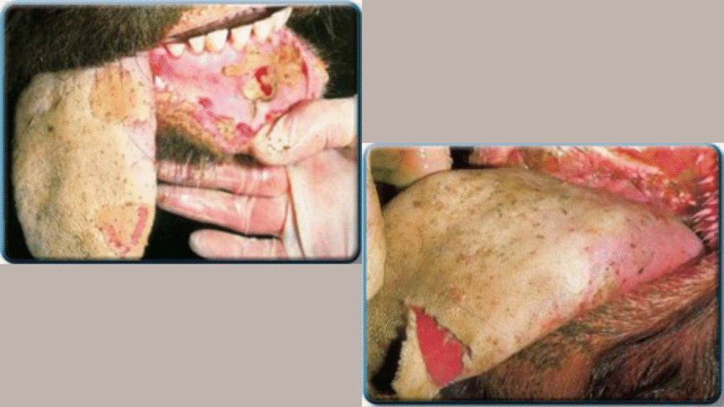 Febre Aftosa: O que é, Como se Transmite e Curiosidades que Você ...